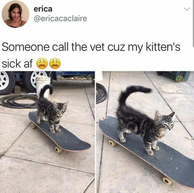 Catto Meme Pictures Will Make Your Day – KingdomOfAnimals