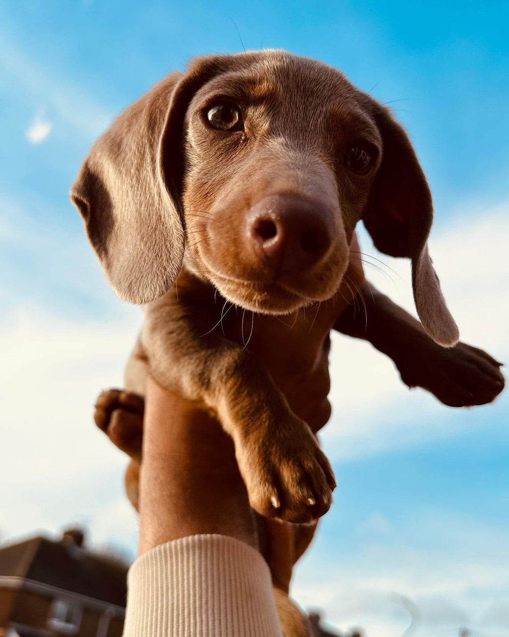 Cute Animal Videos And Pictures Will Cheer You Up – KingdomOfAnimals