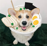 Funny Animal Videos Will Cheer You Up #90 – KingdomOfAnimals