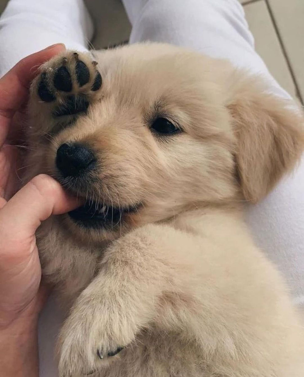 Funny Animal Videos Will Cheer You Up #42 – KingdomOfAnimals