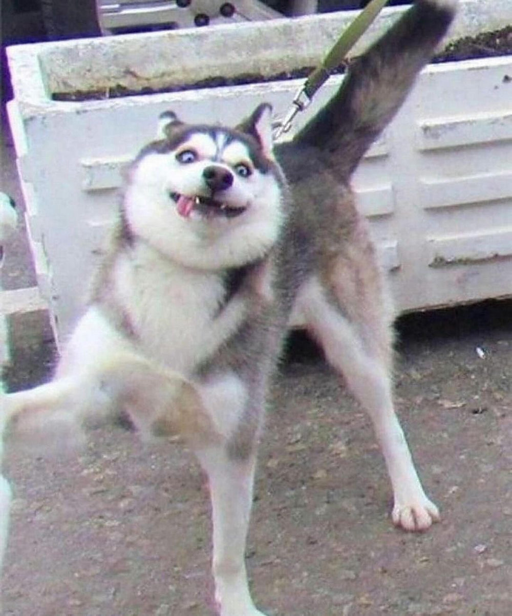 Funny Animal Videos Will Cheer You Up #145 – KingdomOfAnimals